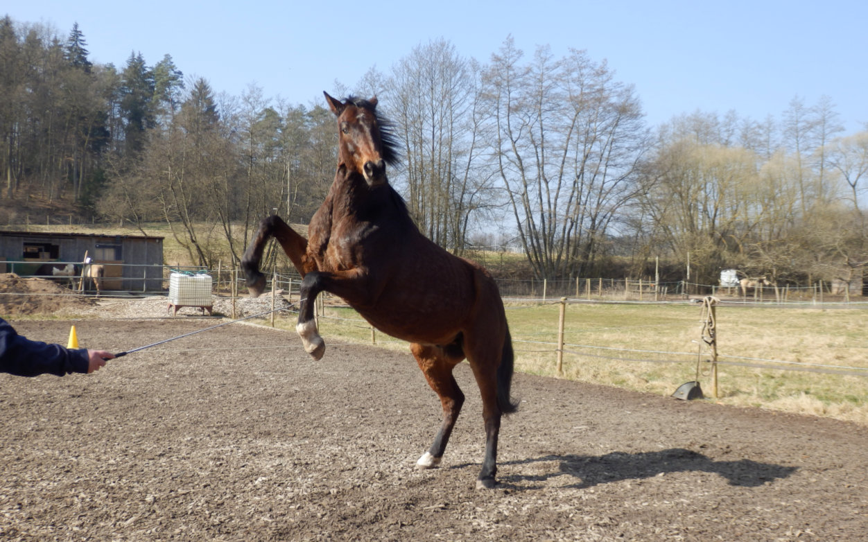 Wilde Ranch in Waldenbuch